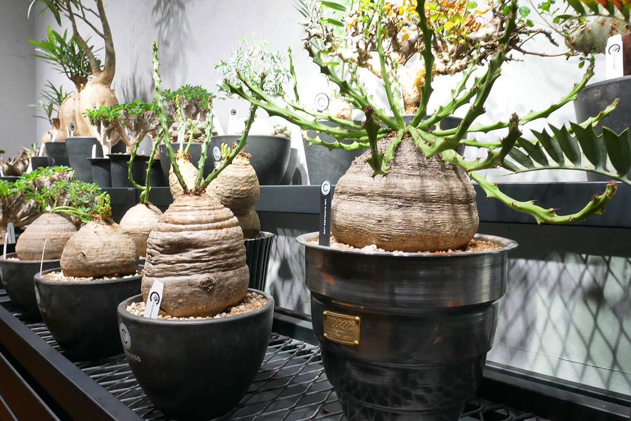 台北東區新名所 CLOUDLESS 塊根的魅力是每一株的型態差異很大 喜歡就會想要全部蒐集 - KEEDAN.COM